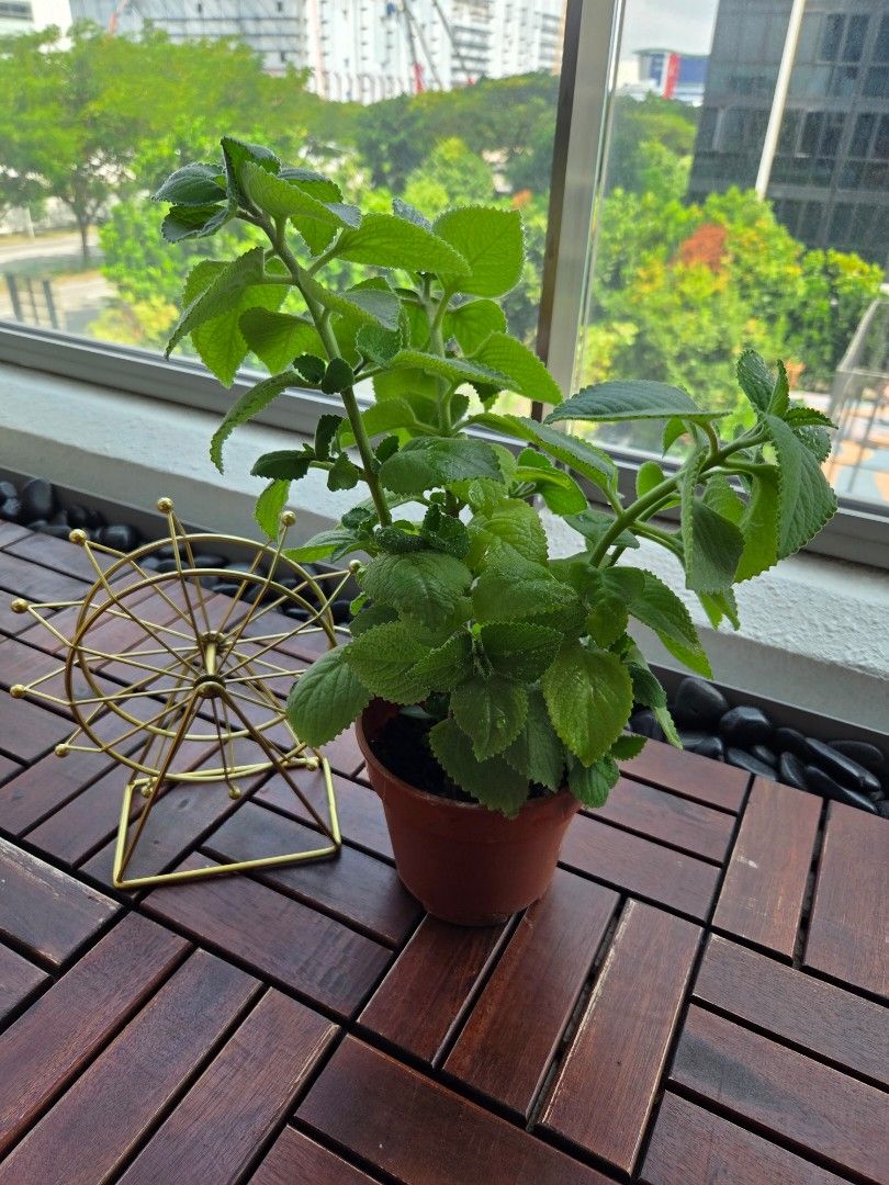 Indian Borage plant, Furniture & Home Living, Gardening, Plants & Seeds ...