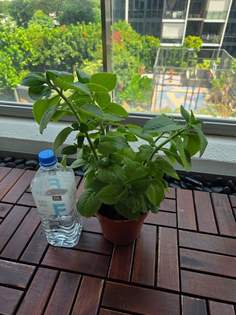 Indian Borage plant, Furniture & Home Living, Gardening, Plants & Seeds ...