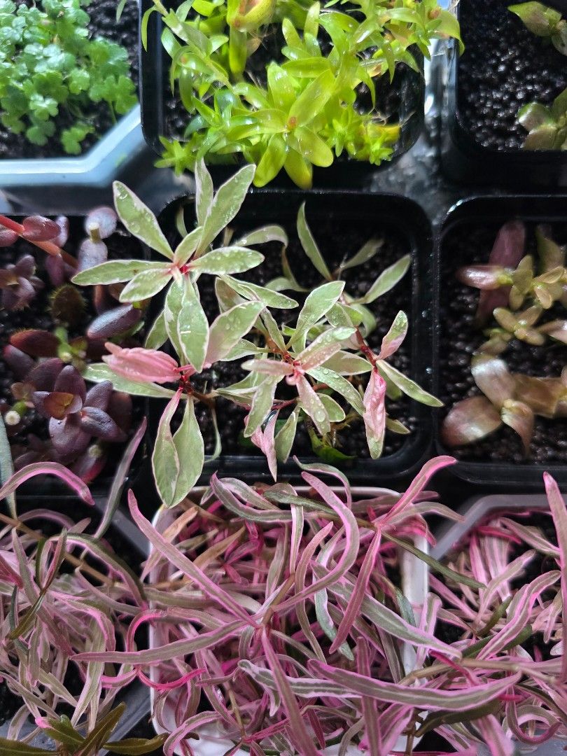Ludwigia sp. white inclinata, Furniture & Home Living, Gardening ...