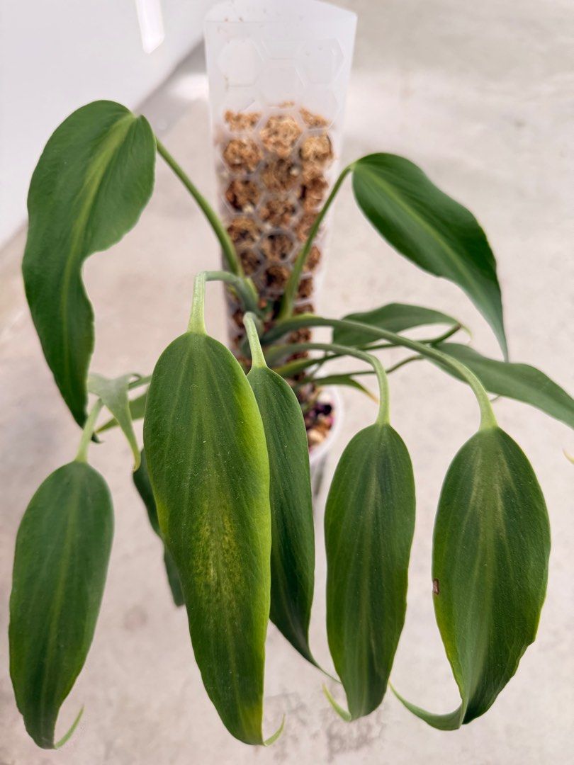 Monstera BMF, Furniture & Home Living, Gardening, Plants & Seeds on ...