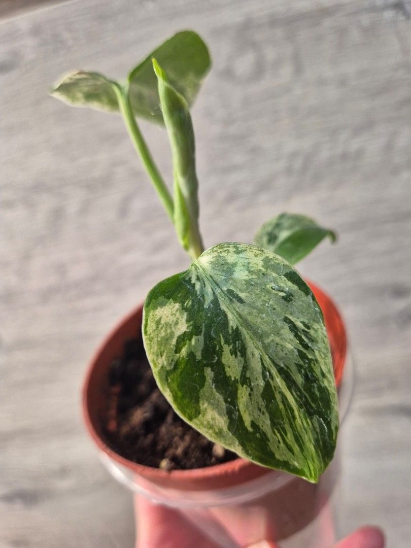 Monstera Bulbasaur, Furniture & Home Living, Gardening, Plants & Seeds ...