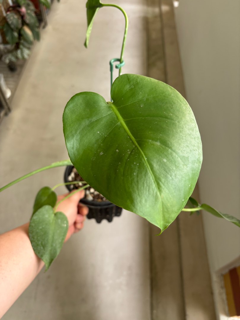 Monstera Green., Furniture & Home Living, Gardening, Plants & Seeds on ...