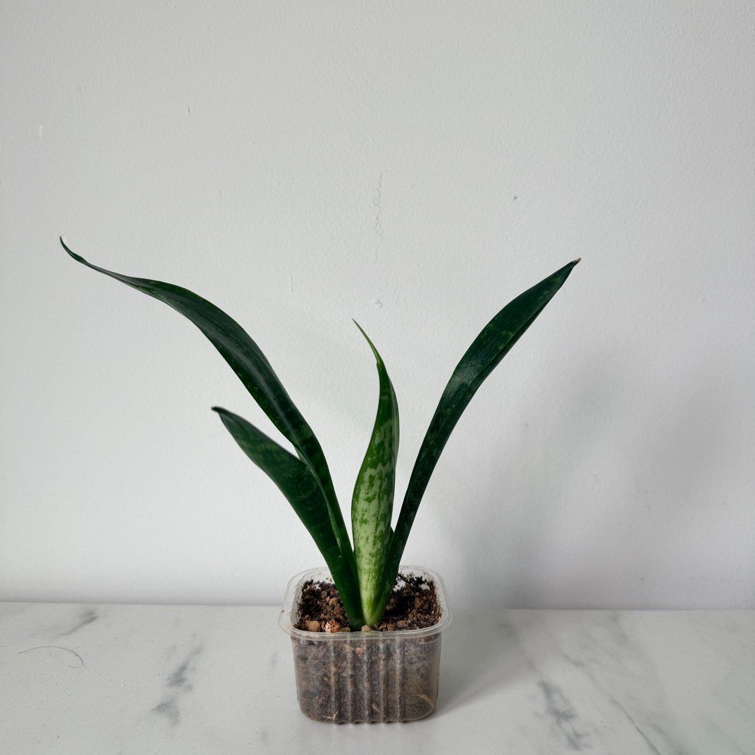 Small Rooted Snake Plants, Furniture & Home Living, Gardening, Plants ...