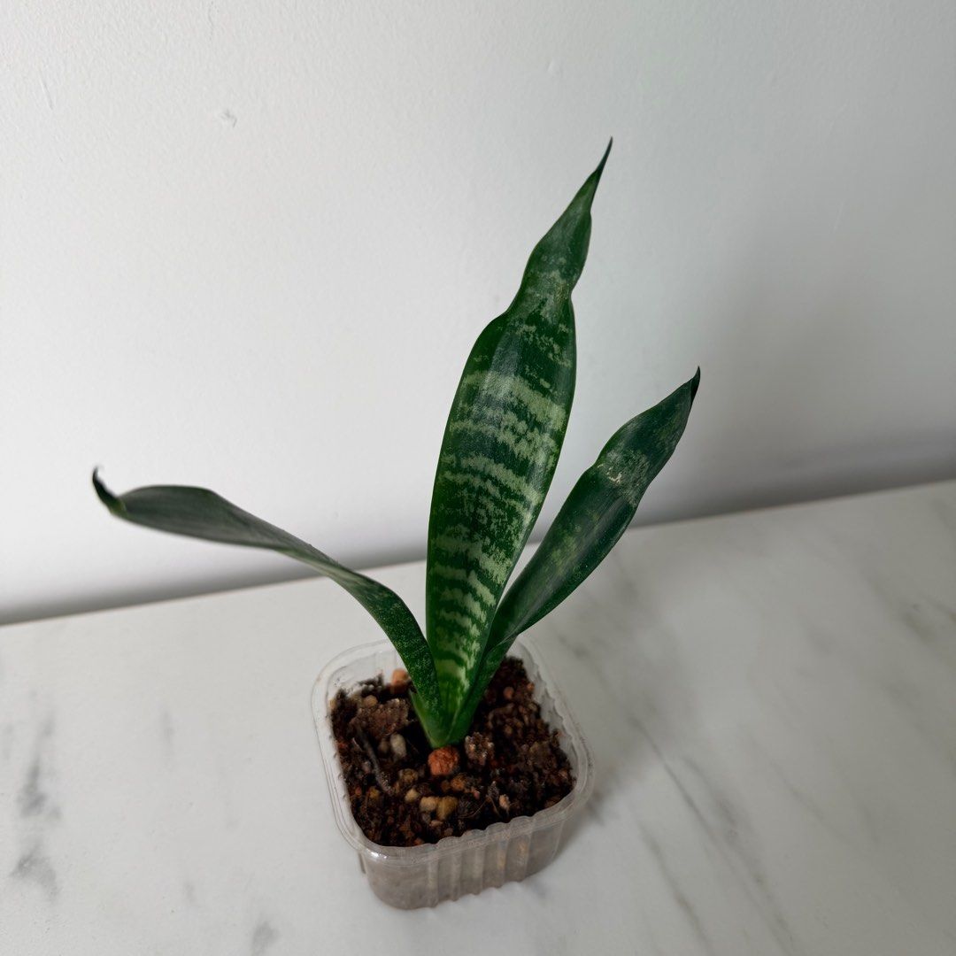 Small Rooted Snake Plants, Furniture & Home Living, Gardening, Plants ...