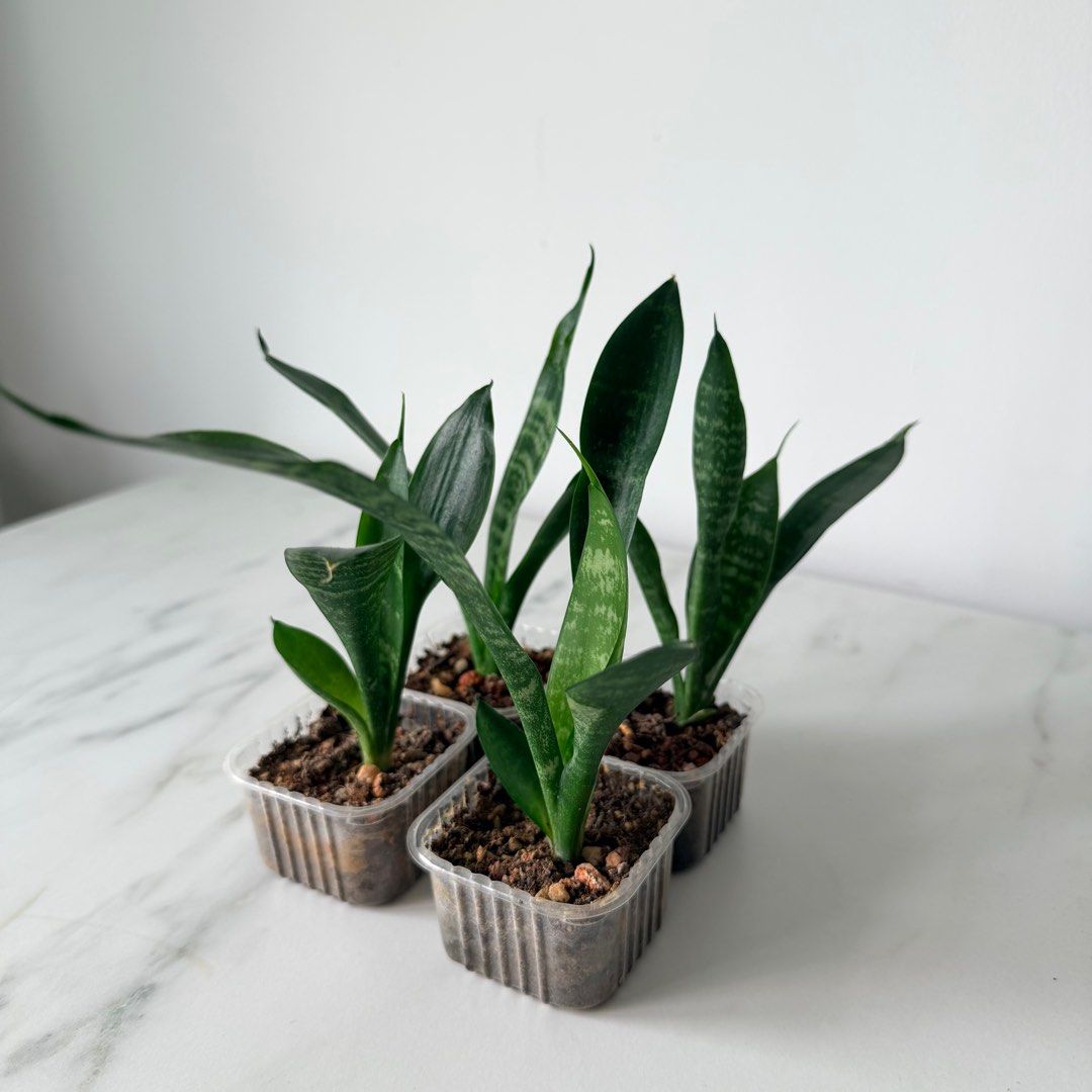 Small Rooted Snake Plants, Furniture & Home Living, Gardening, Plants ...