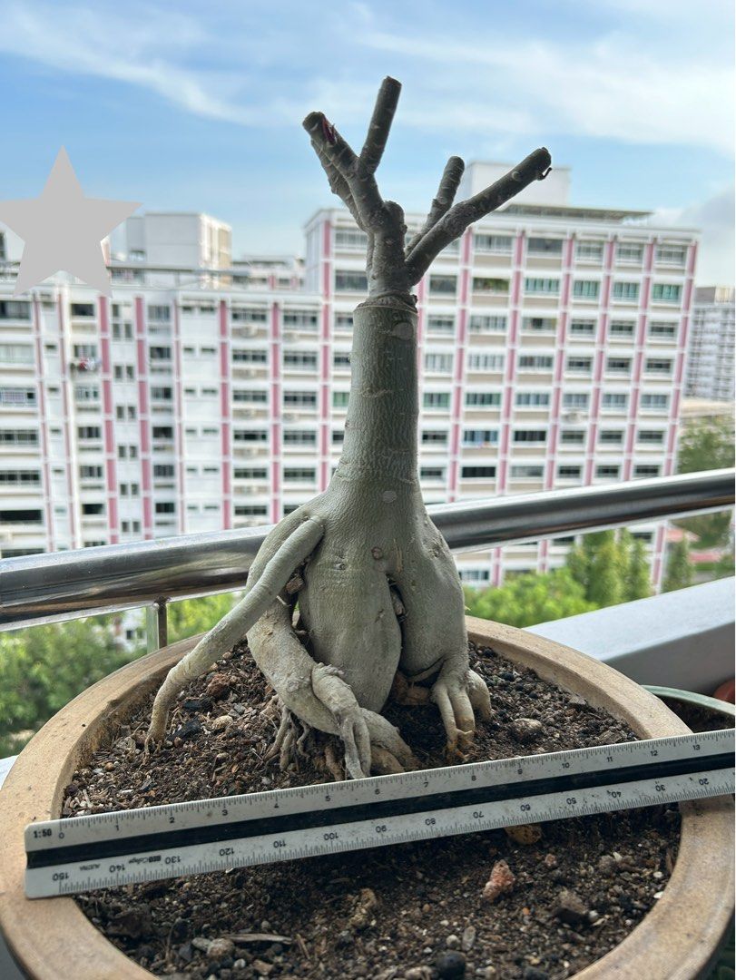Adenium Obesum Plant - Ready to Grow!, Furniture & Home Living ...