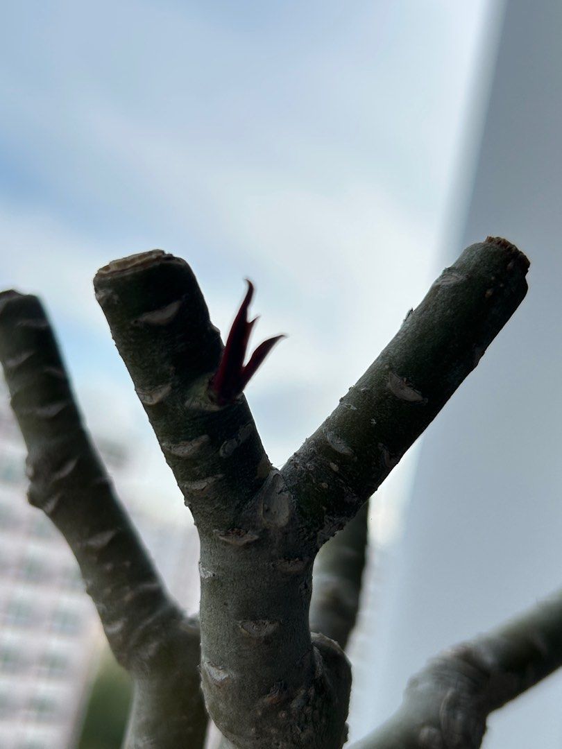 Adenium Obesum Plant - Ready to Grow!, Furniture & Home Living ...