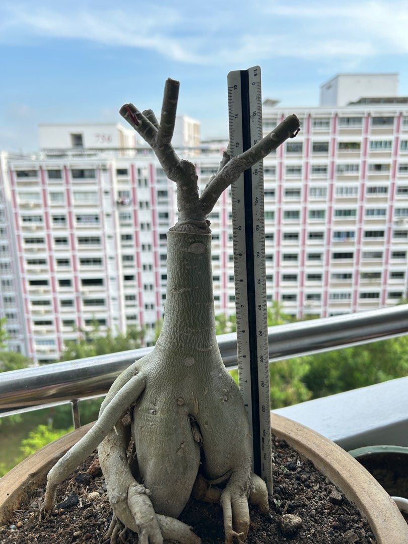 Adenium Obesum Plant - Ready to Grow!, Furniture & Home Living ...