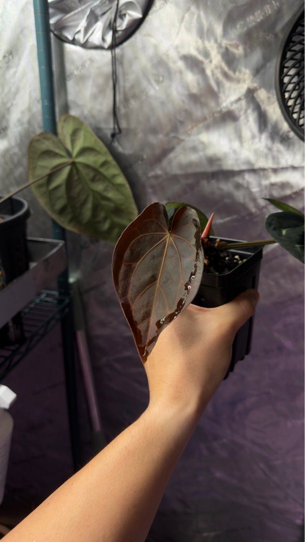 Anthurium Carlablackiae (Scott Cohen), Furniture & Home Living ...