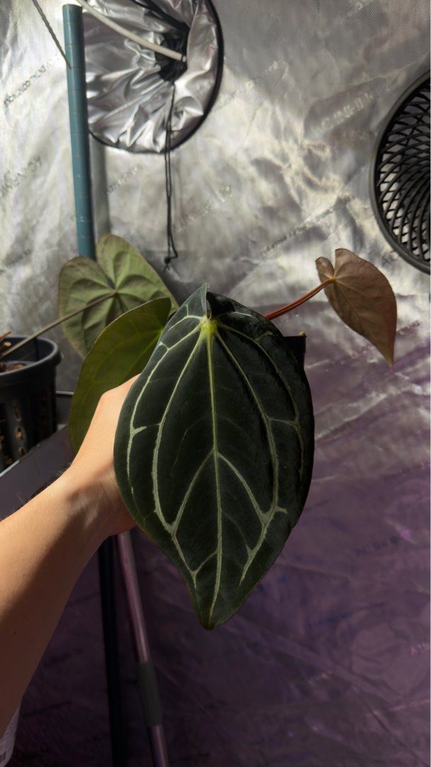 Anthurium Carlablackiae (Scott Cohen), Furniture & Home Living ...