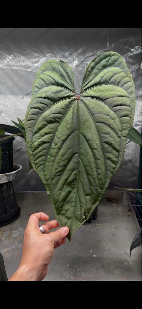 Anthurium Circus Peanuts, Furniture & Home Living, Gardening, Plants ...