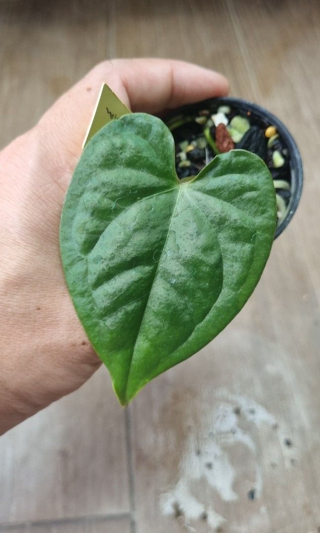 Anthurium Forgetti x Luxurian, Furniture & Home Living, Gardening ...