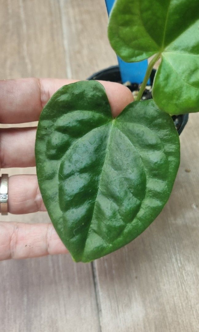 Anthurium Forgetti x Luxurian, Furniture & Home Living, Gardening ...