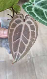 Anthurium Pink Crystal x (Michelle x Zara) x SKG Pink Lemonade ...