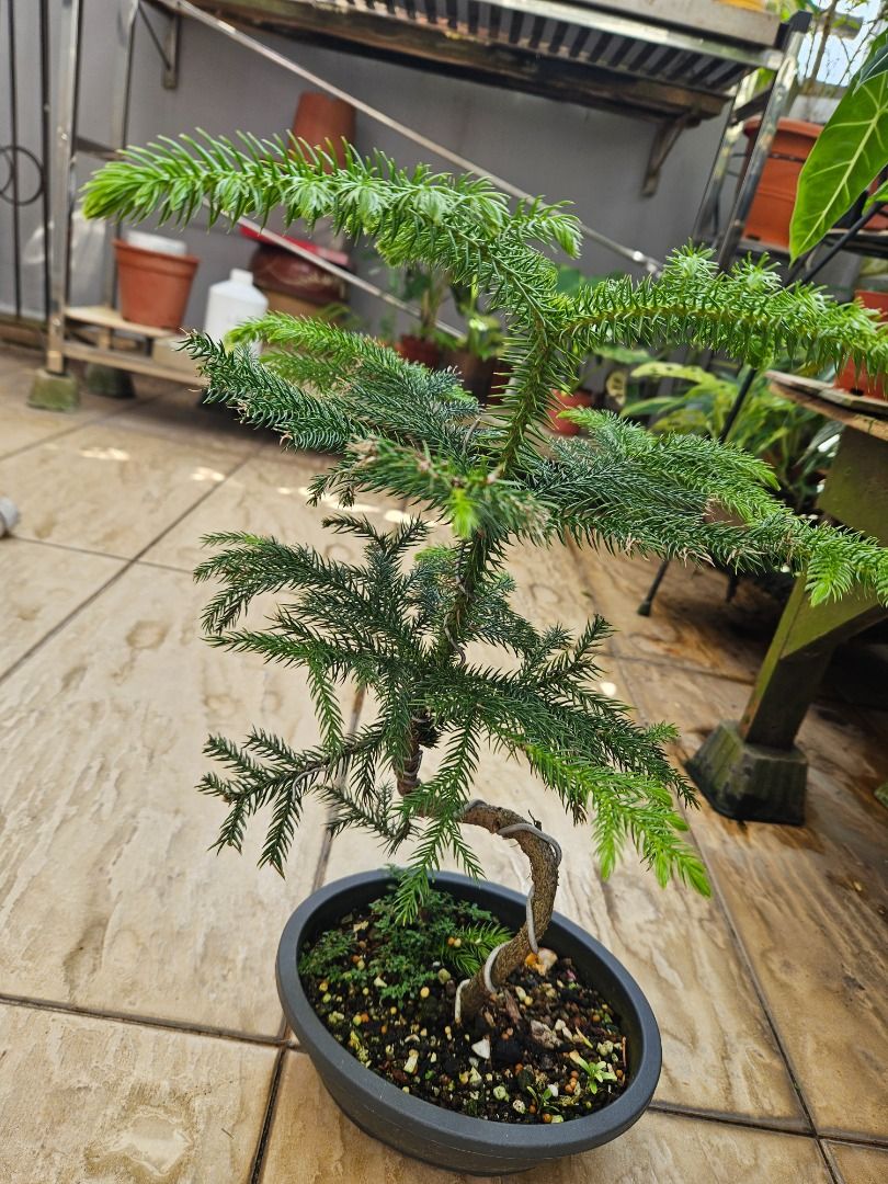 Araucaria tree / Norfork Pine Bonsai Plant, Furniture & Home Living ...