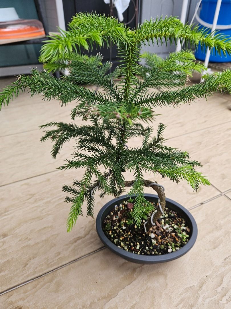 Araucaria tree / Norfork Pine Bonsai Plant, Furniture & Home Living ...