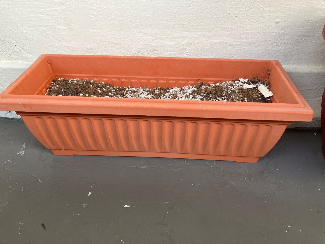 Free Rubber Plants, Furniture & Home Living, Gardening, Plants & Seeds ...