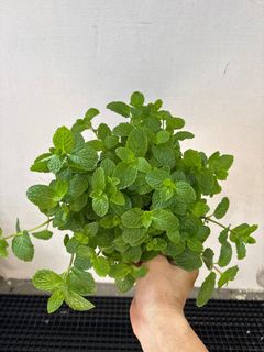 FOC peppermint plants, Furniture & Home Living, Gardening, Plants ...