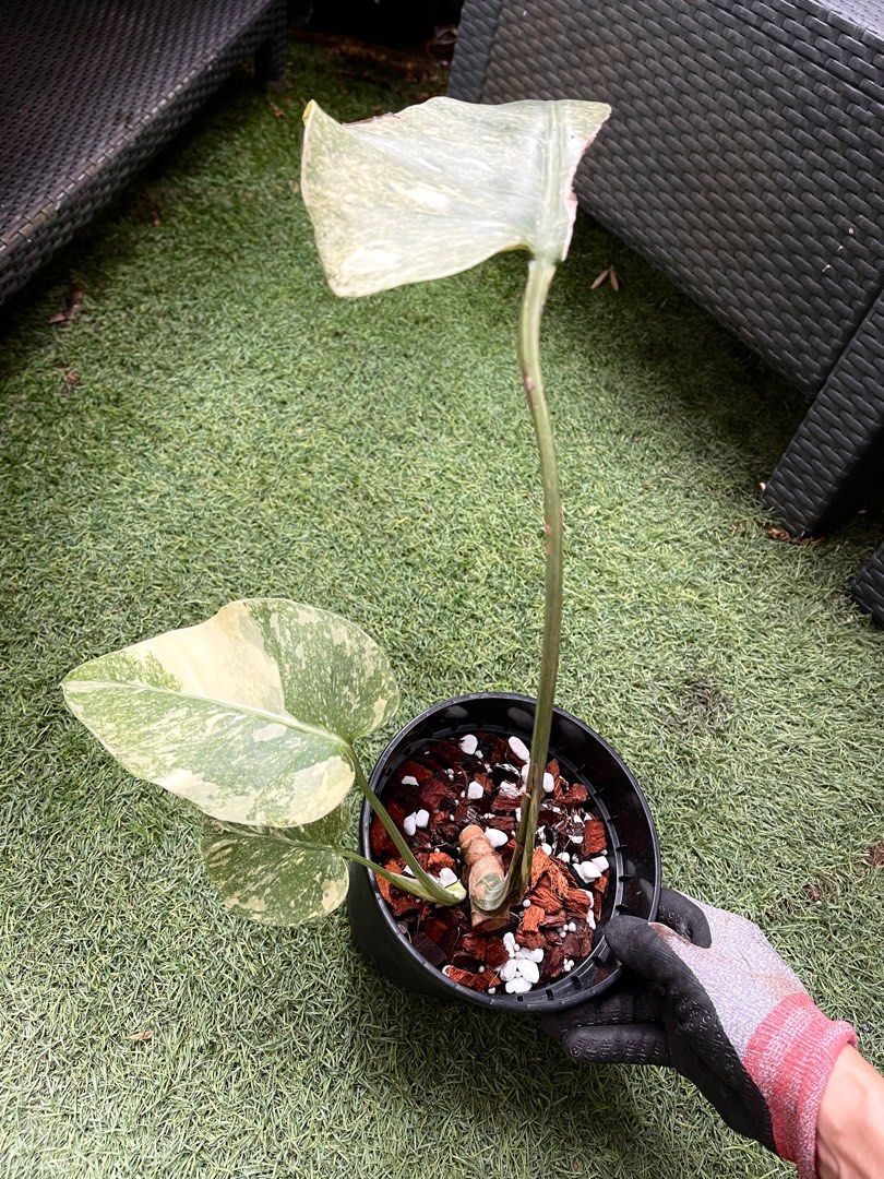 Monstera Legacy, Furniture & Home Living, Gardening, Plants & Seeds on ...