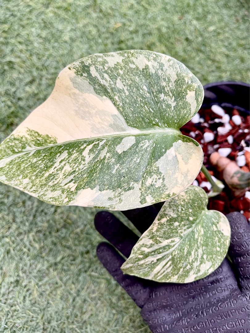 Monstera Legacy, Furniture & Home Living, Gardening, Plants & Seeds on ...