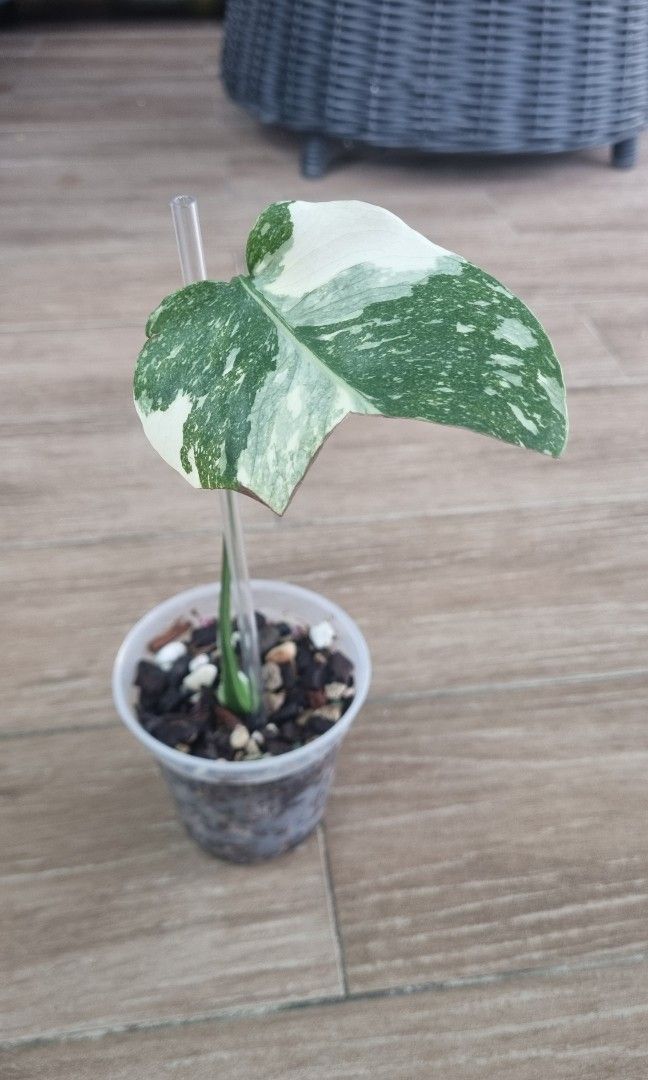 Monstera Thai Con White Snow cutting, Furniture & Home Living ...