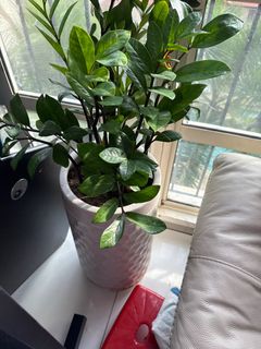 Clean house plant, resistant and slow growing, Furniture & Home Living ...