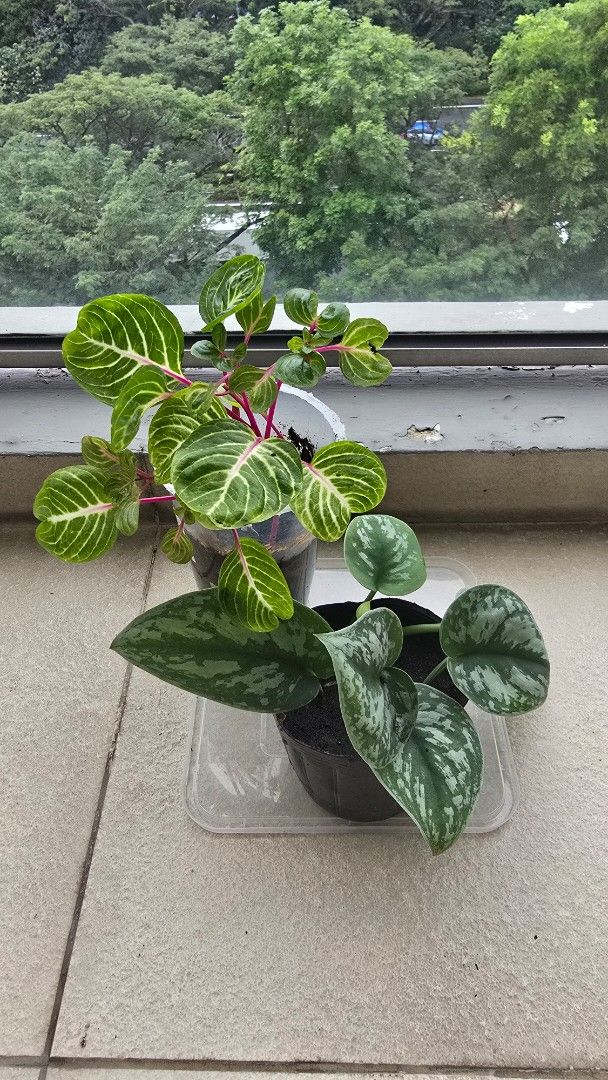 2 for $5 (Iresine & Satin Pothos), Furniture & Home Living, Gardening ...