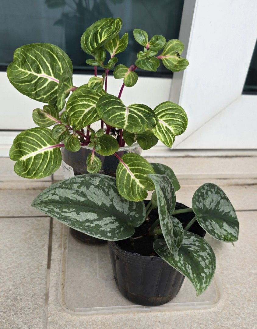 2 for $5 (Iresine & Satin Pothos), Furniture & Home Living, Gardening ...