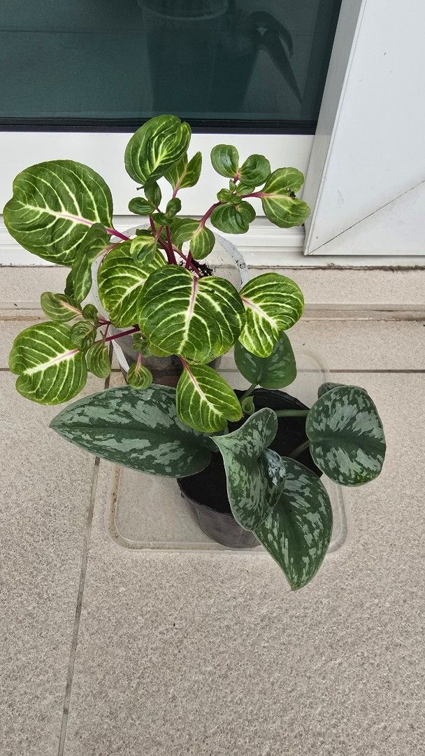 2 for $5 (Iresine & Satin Pothos), Furniture & Home Living, Gardening ...
