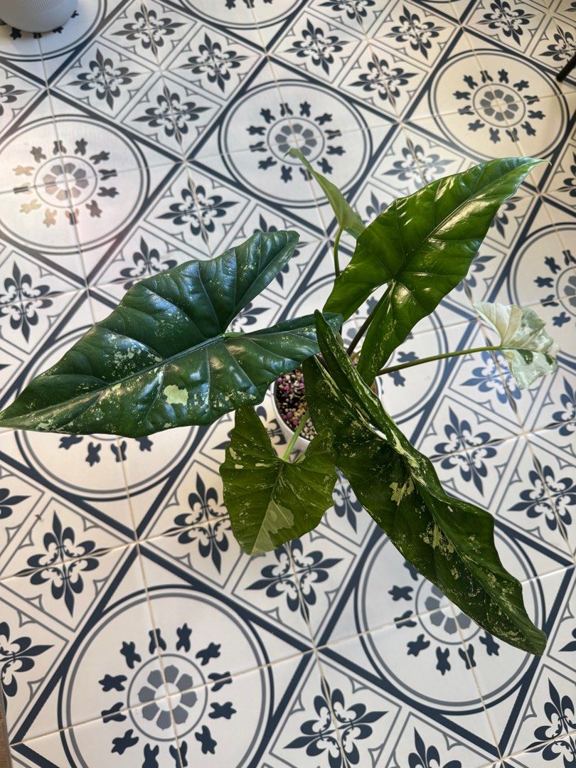 Alocasia Simpo Albo corm grown, Furniture & Home Living, Gardening ...
