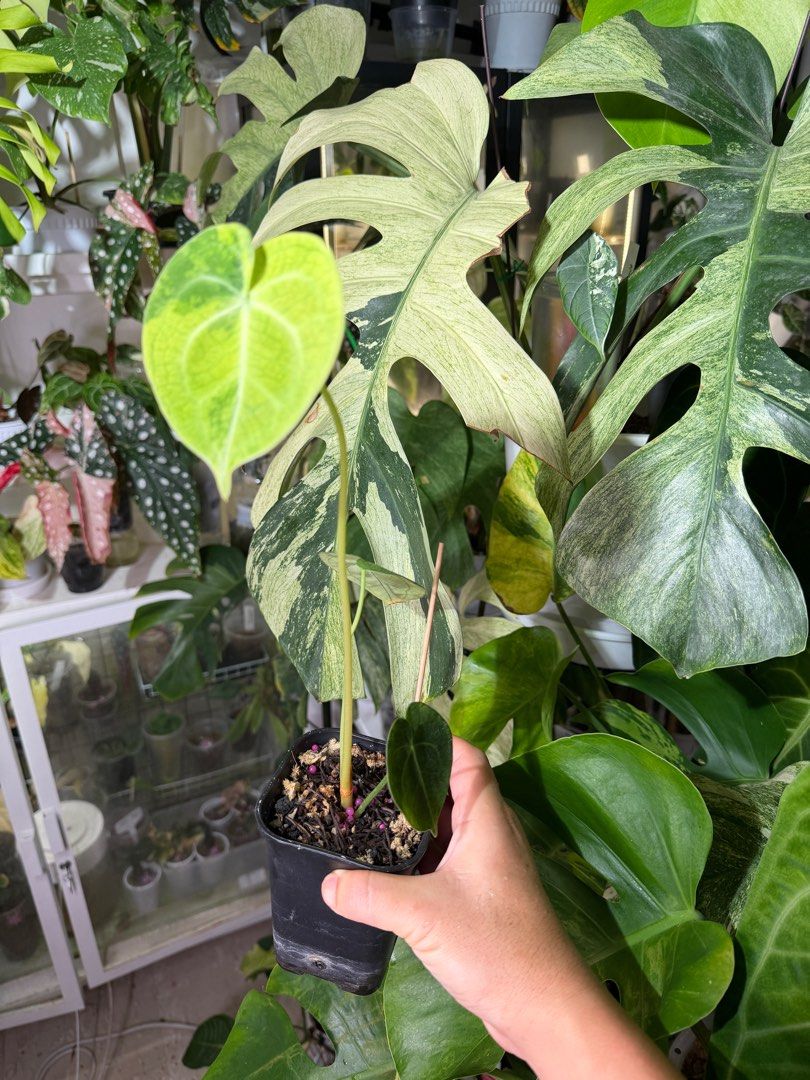 anthurium clarinervium aurea, Furniture & Home Living, Gardening ...