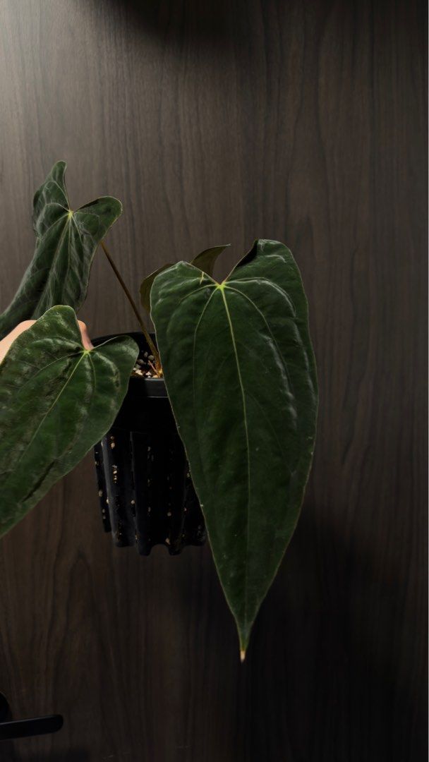 Anthurium Fort Sherman x Ralph Lynam (Justin Jones), Furniture & Home ...