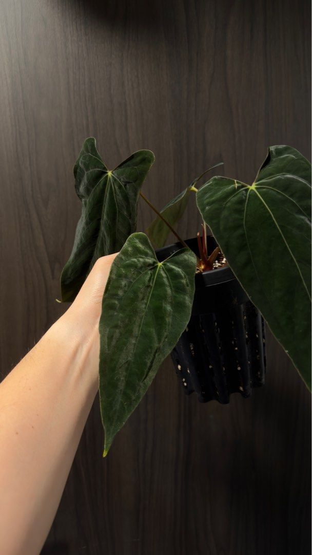 Anthurium Fort Sherman x Ralph Lynam (Justin Jones), Furniture & Home ...