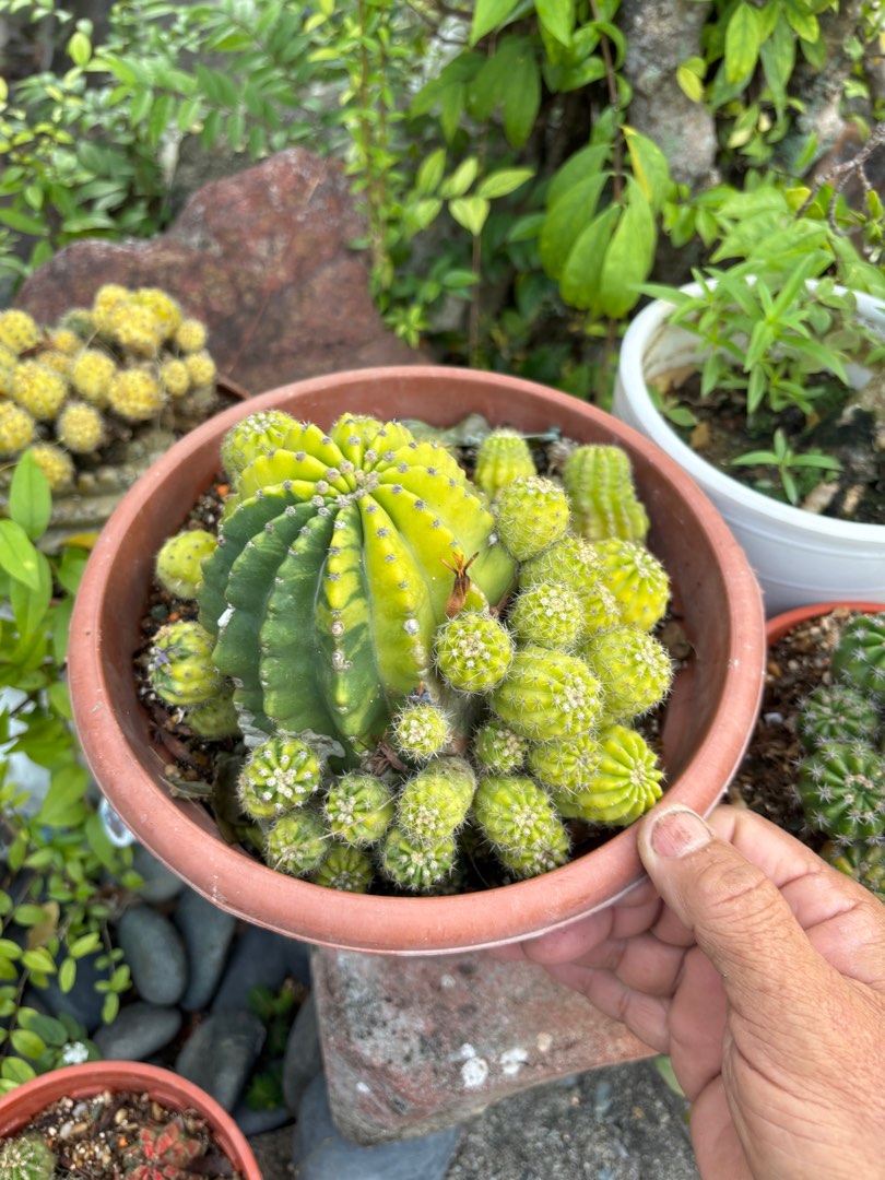 Cactus 🌵, Furniture & Home Living, Gardening, Plants & Seeds on Carousell