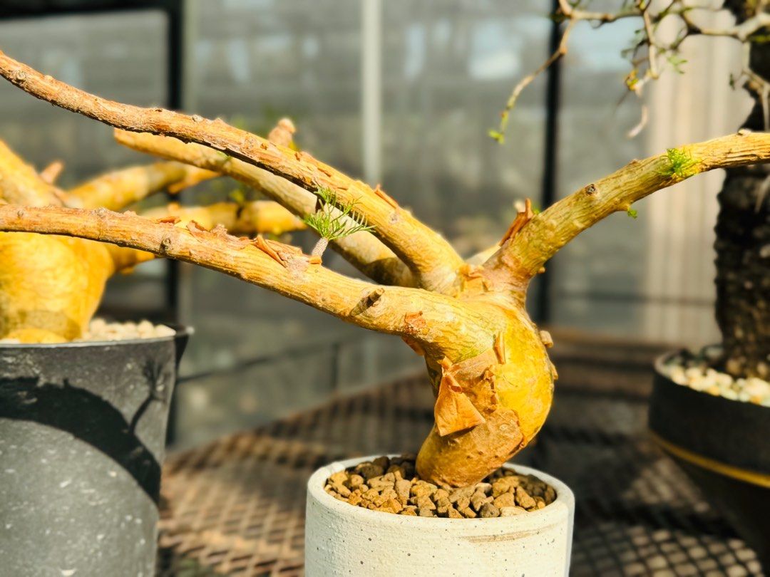 Commiphora kraeuseliana, Furniture & Home Living, Gardening, Plants ...