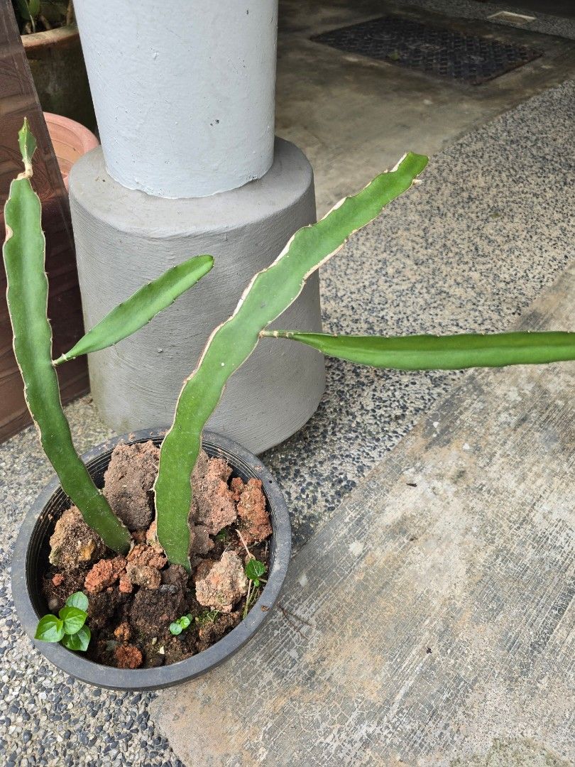 Dragon Fruit Plants, Furniture & Home Living, Gardening, Plants & Seeds ...