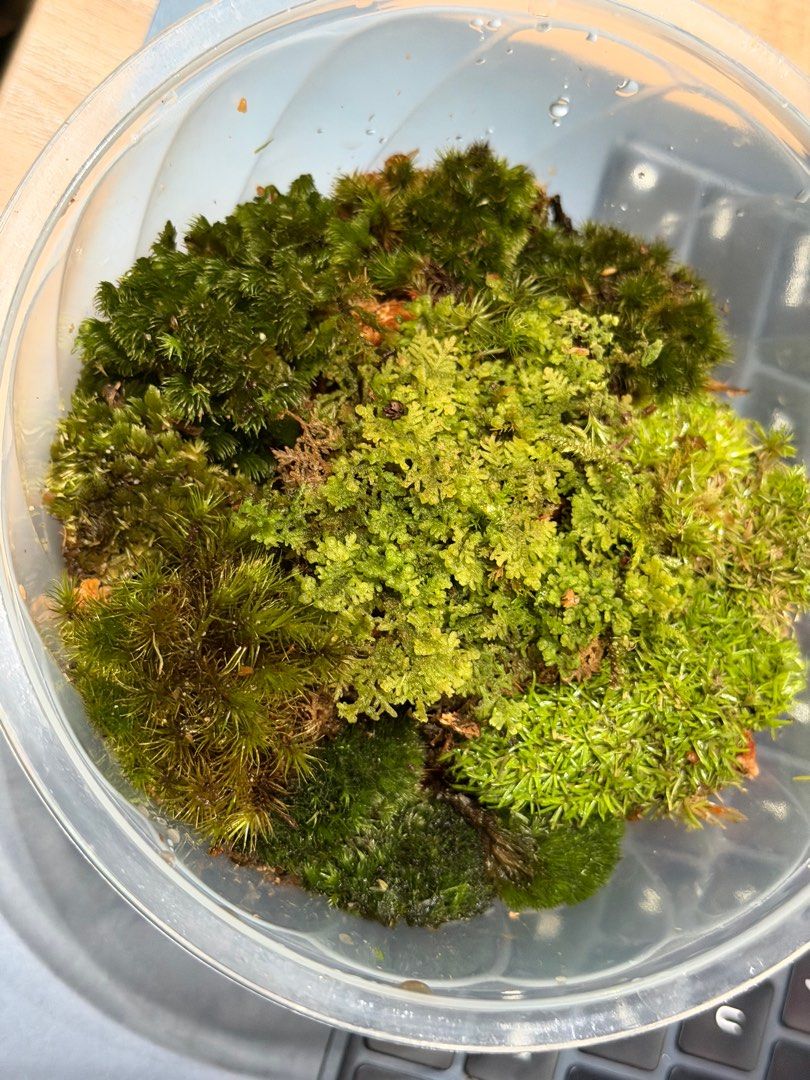 Live fresh moss from Thailand and Japan - 6 different varirties ...
