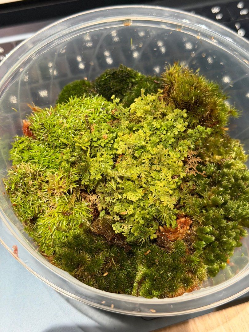 Live fresh moss from Thailand and Japan - 6 different varirties ...