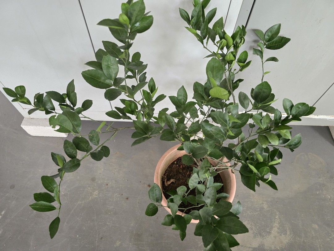 Orange Tree - Grafted, Furniture & Home Living, Gardening, Plants ...