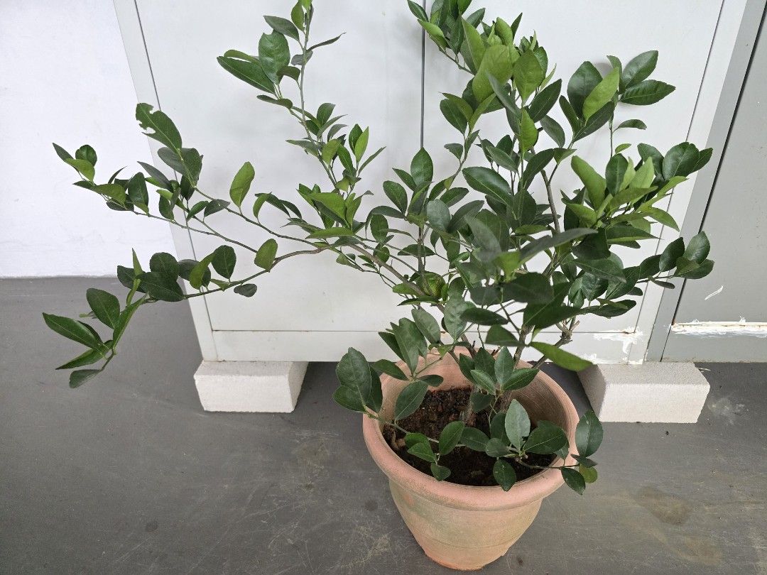 Orange Tree - Grafted, Furniture & Home Living, Gardening, Plants ...