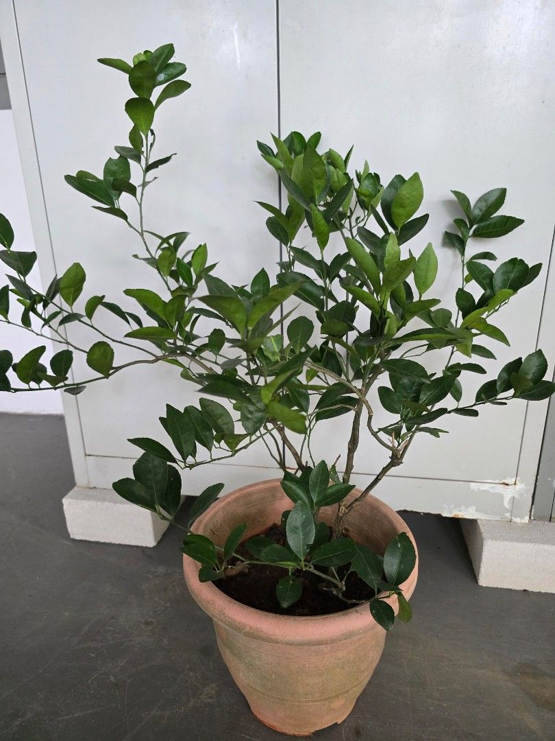 Orange Tree - Grafted, Furniture & Home Living, Gardening, Plants ...