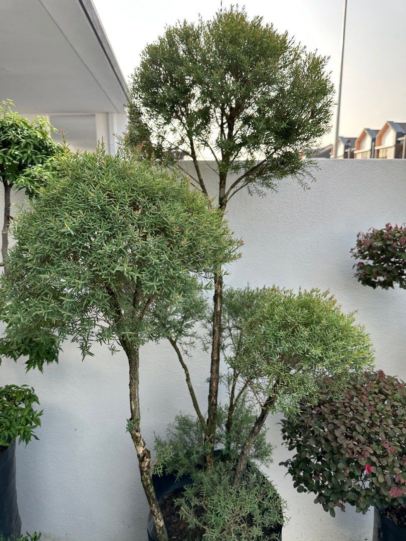 Premium Melaleuca (Tea Tree) Topiary – Mature, Multi-Trunk ...