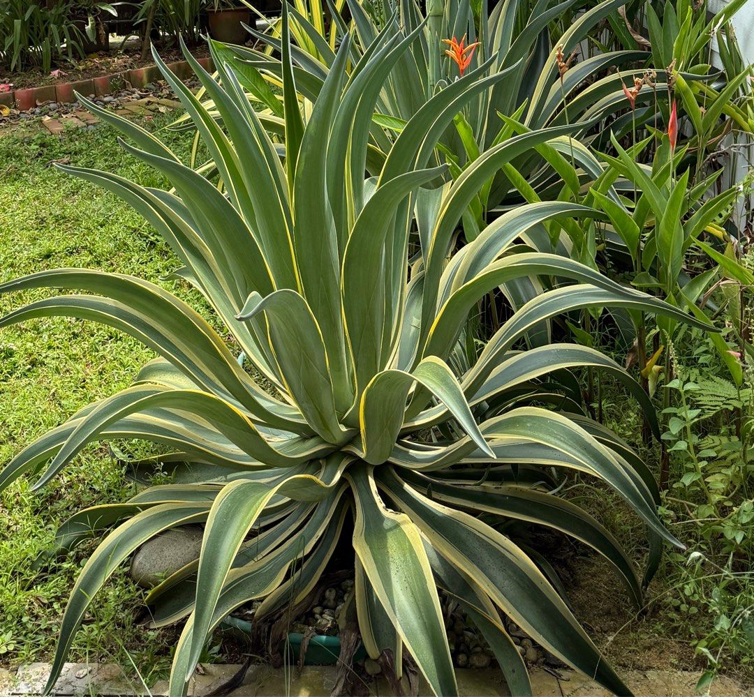 Agave Marginata- Juvenile of 60cm diameter, Furniture & Home Living ...