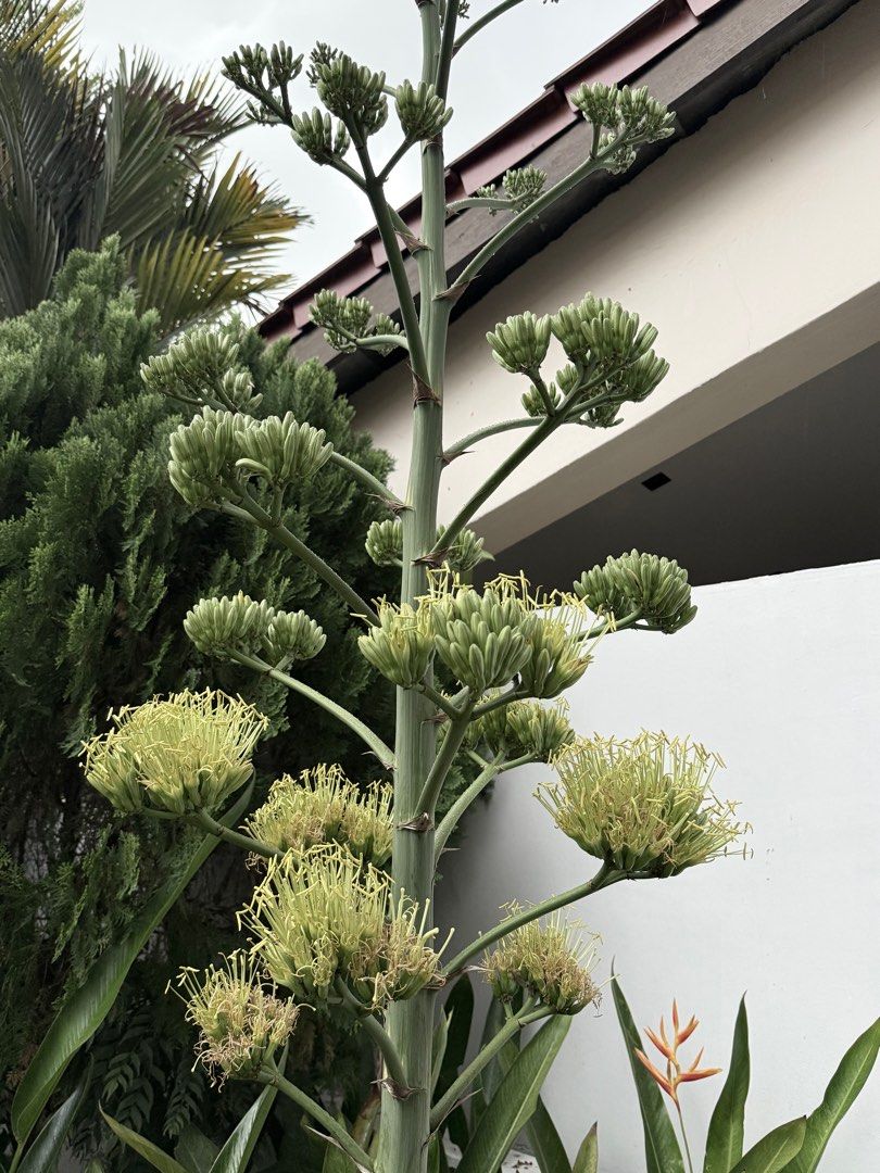 Agave Marginata- Juvenile of 60cm diameter, Furniture & Home Living ...