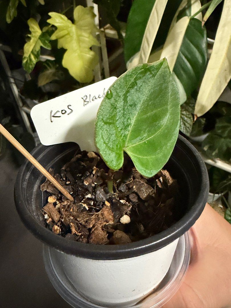 anthurium King of spades black (chonk with shoot), Furniture & Home ...