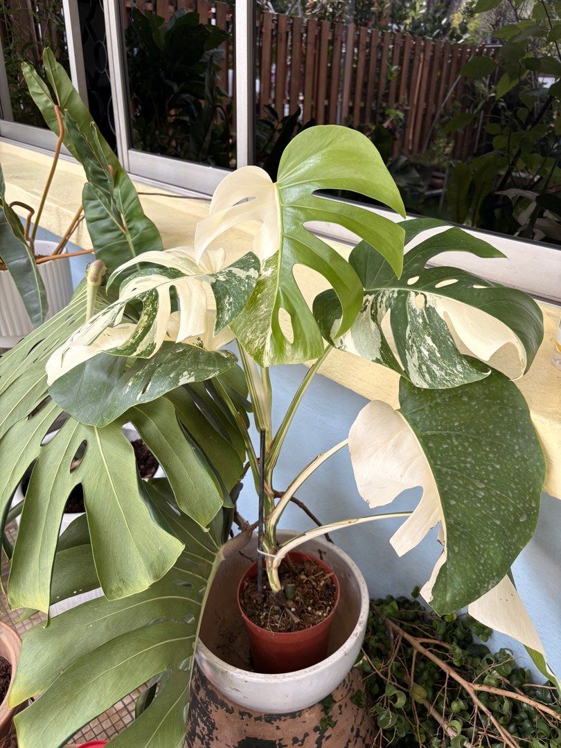 Healthy variegated monstera albo borsigiana, Furniture & Home Living ...