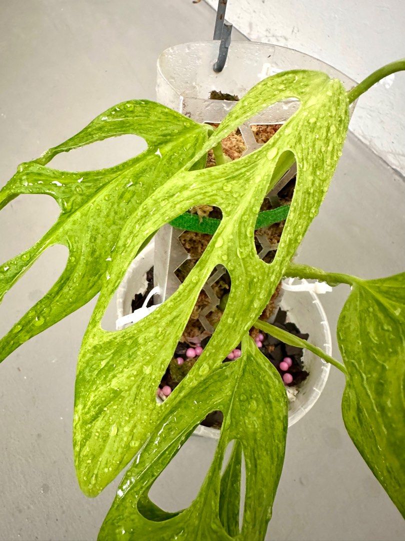 Monstera Adansonii Mint, Furniture & Home Living, Gardening, Plants ...