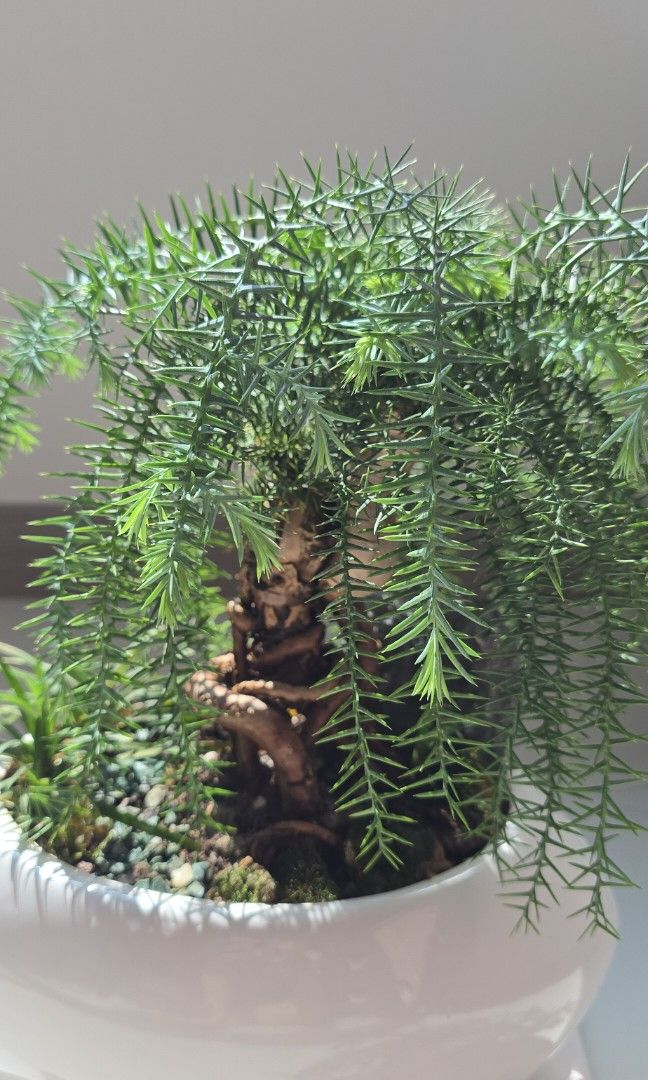 Parlour Pine (Araucaria angustifolia), Furniture & Home Living ...