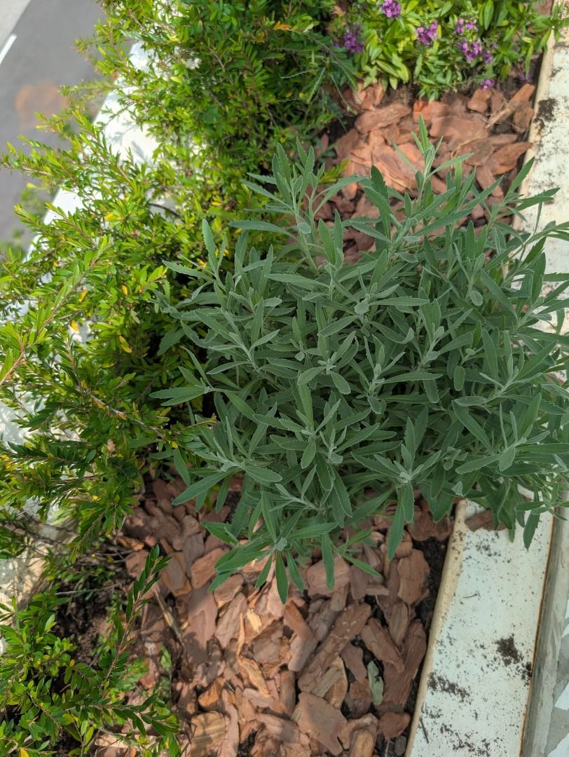 FREE Pine Bark Chip Mulch - 50L Grinded & Washed Good looking Pine Bark ...