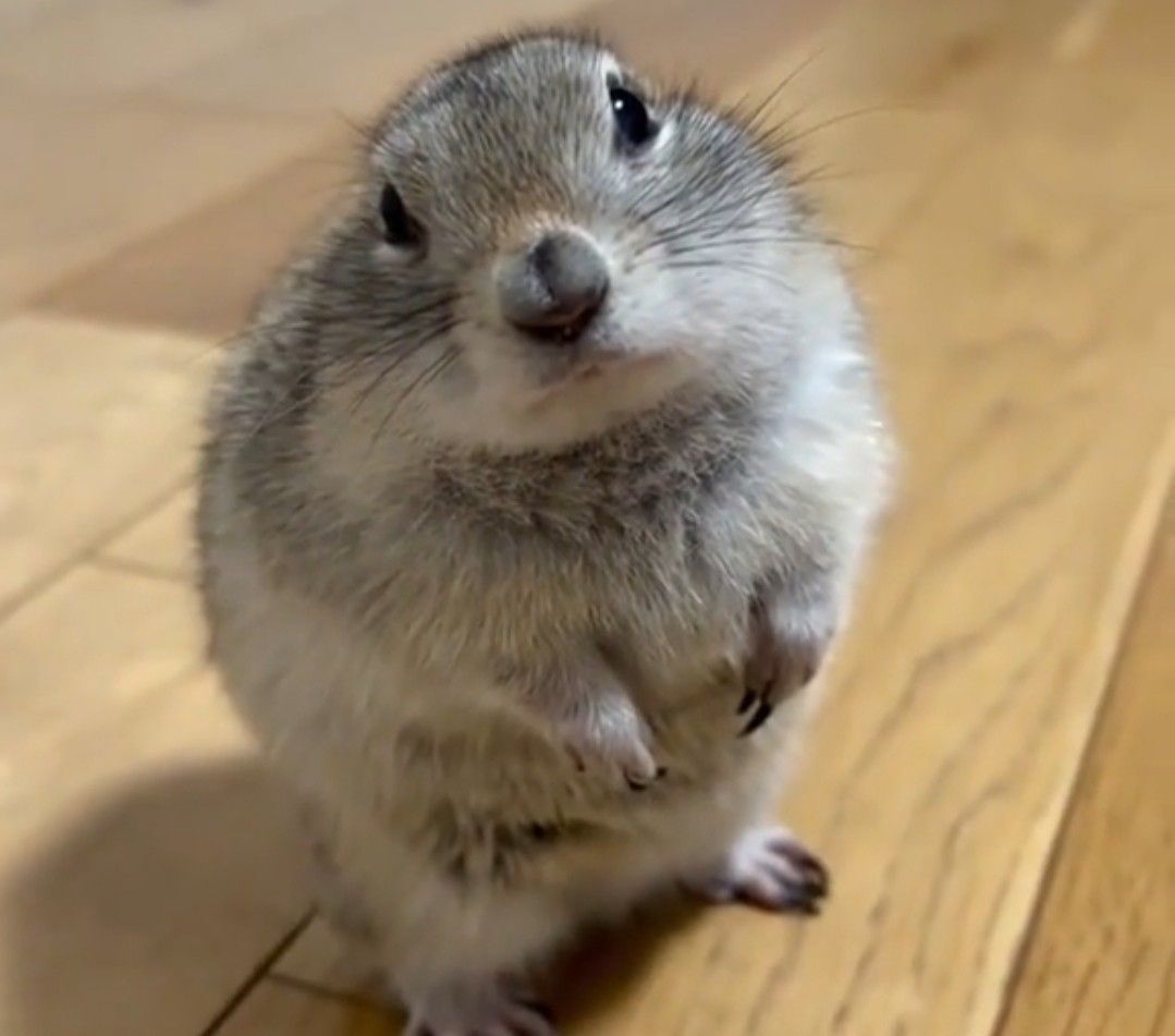 ROBLOX RBX ROBUX GROUP PAYOUT CHEAPEST, Video Gaming, Gaming ...